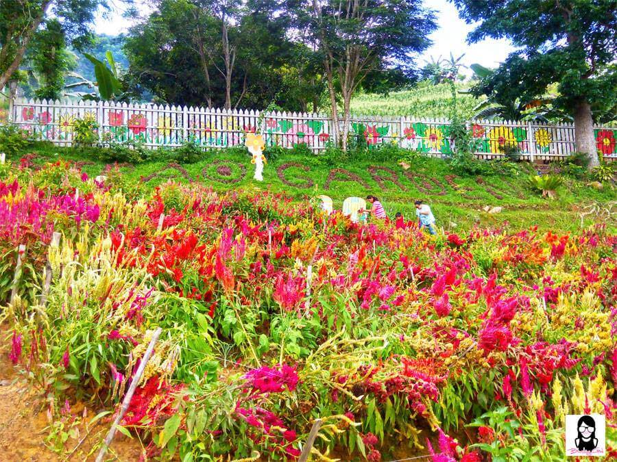 Sirao Flower Garden: The Little Amsterdam of Cebu | Blushing Geek